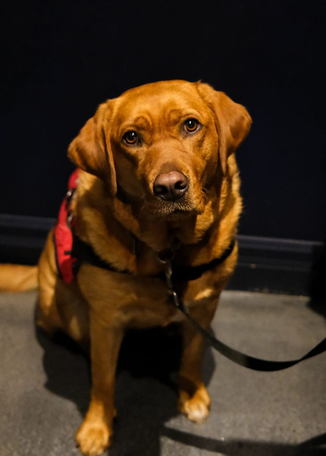 Canine Support Service - Professional Dog Training & Service Dog ...